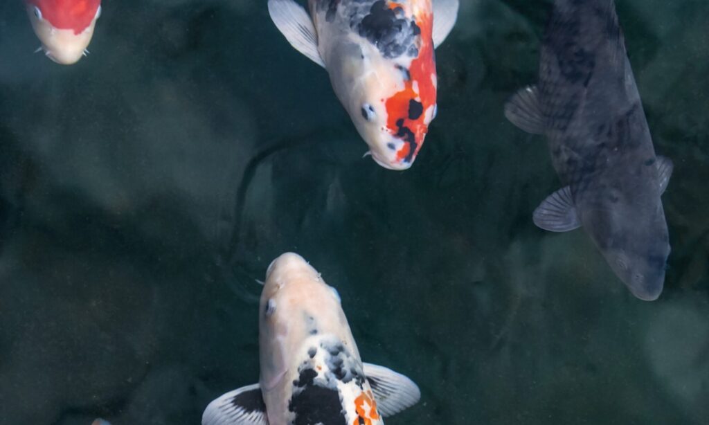 Homepage - Agrobell Alevinos